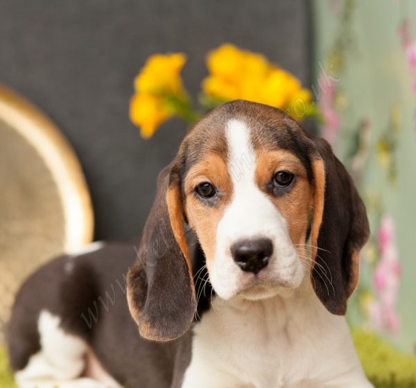 Tri-Colour Beagles – Kellys Kennels