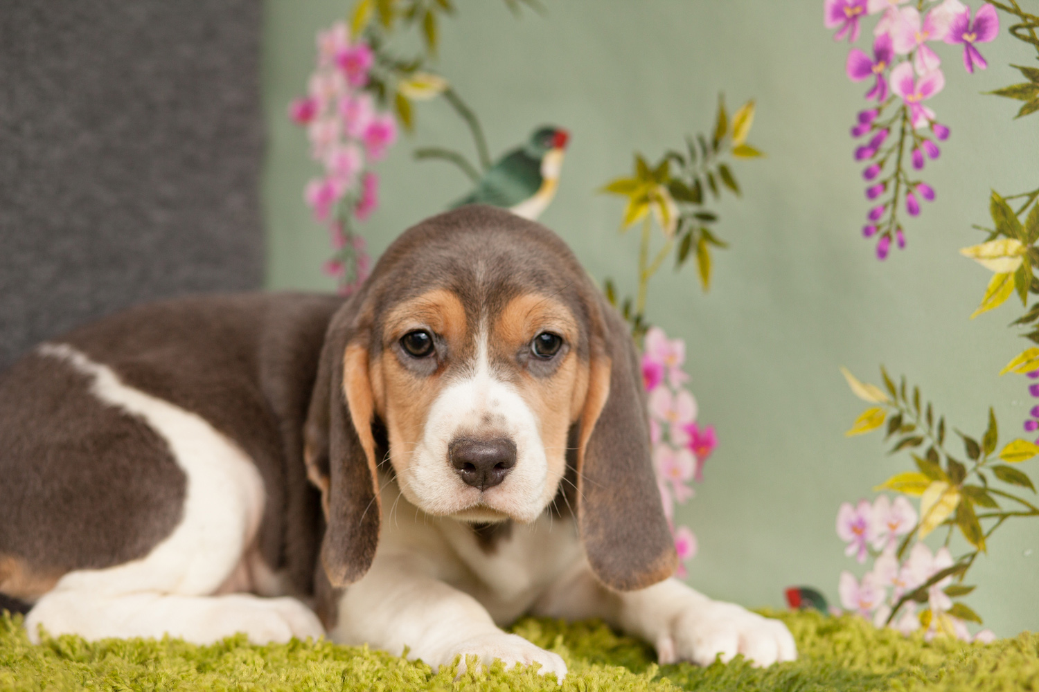 Tri-Colour Beagles – Kellys Kennels