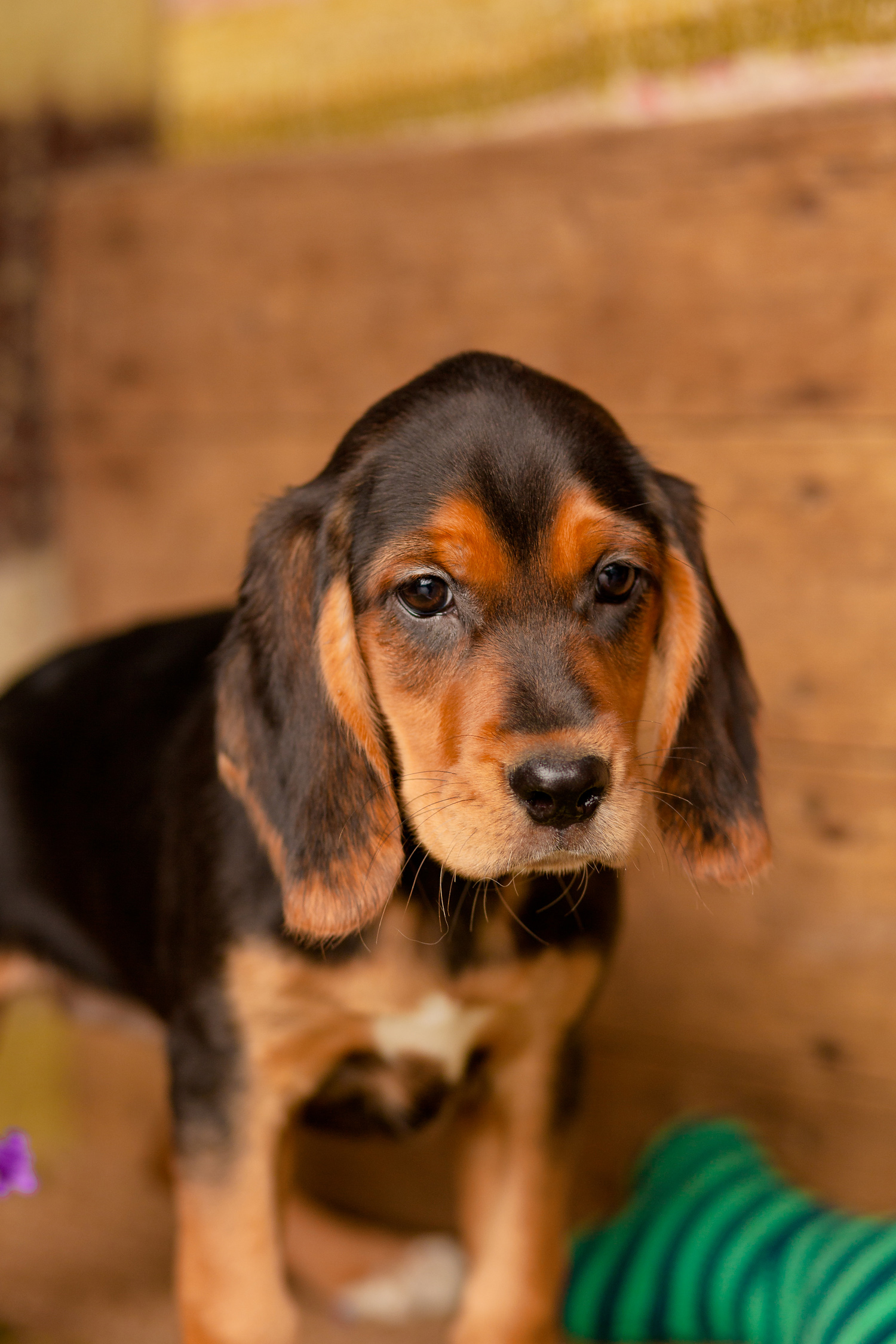 Sweet Bockers – Kellys Kennels