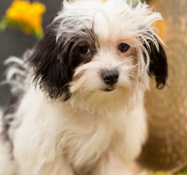 Cross Breed Pups – Kellys Kennels
