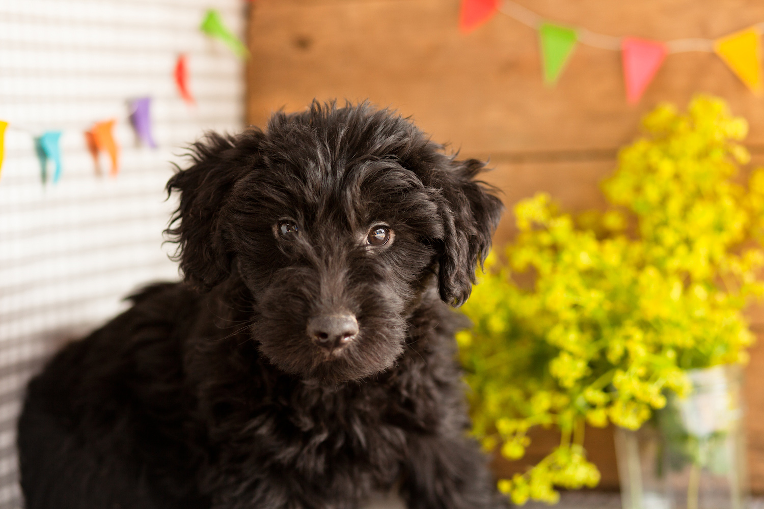 ScottiePoo Puppies – Kellys Kennels