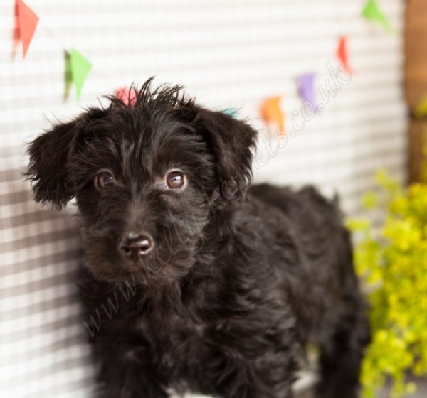 ScottiePoo Puppies – Kellys Kennels