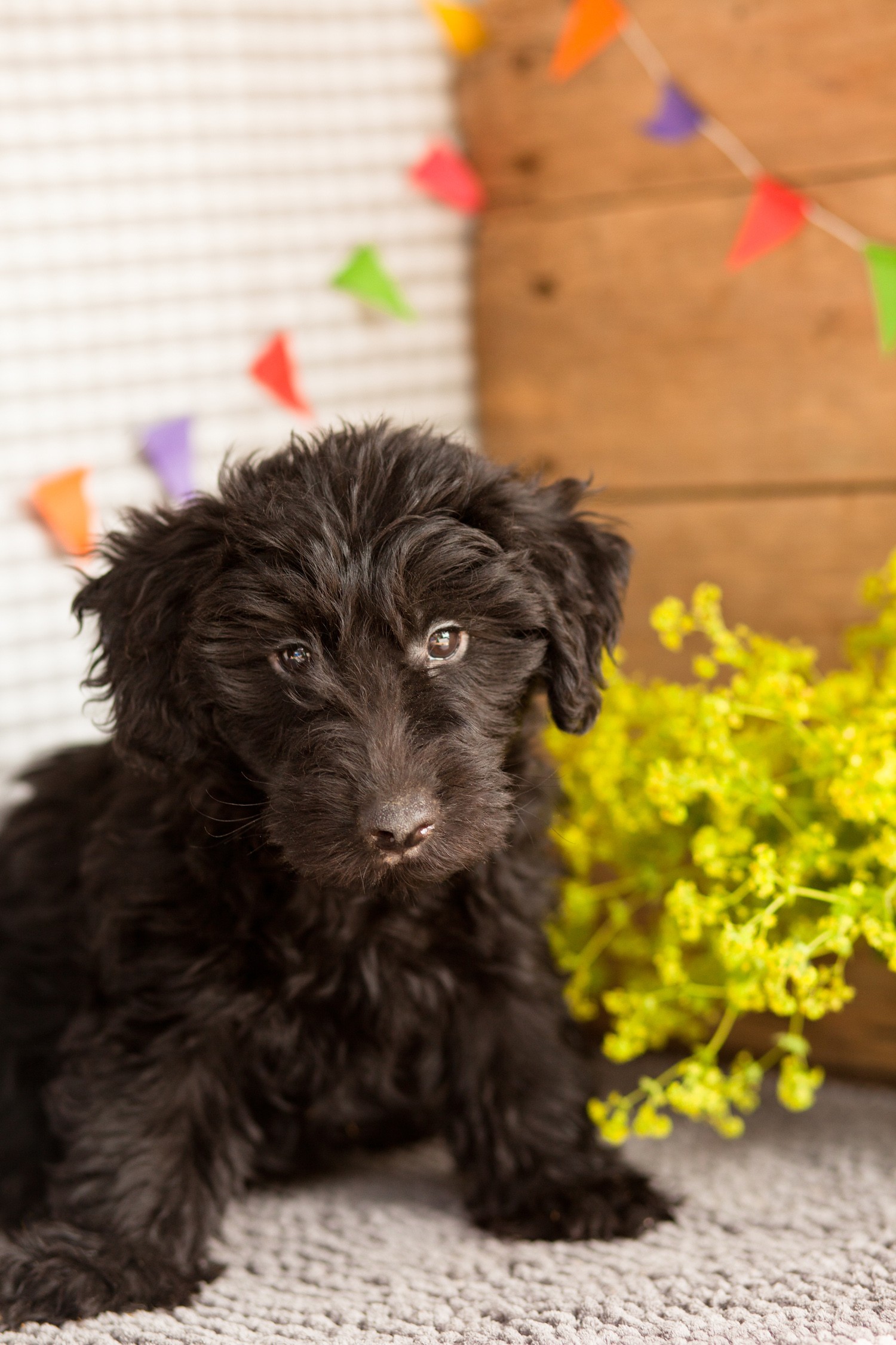 ScottiePoo Puppies – Kellys Kennels