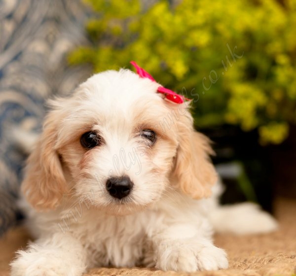 Beautiful Cavachons – Kellys Kennels