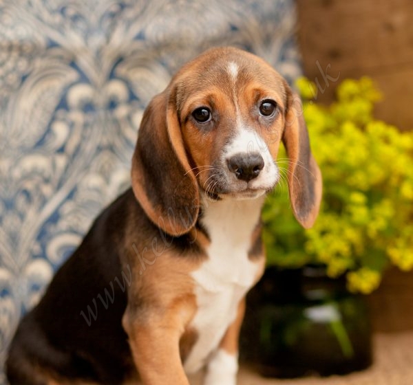 Tri-Colour Beagles – Kellys Kennels