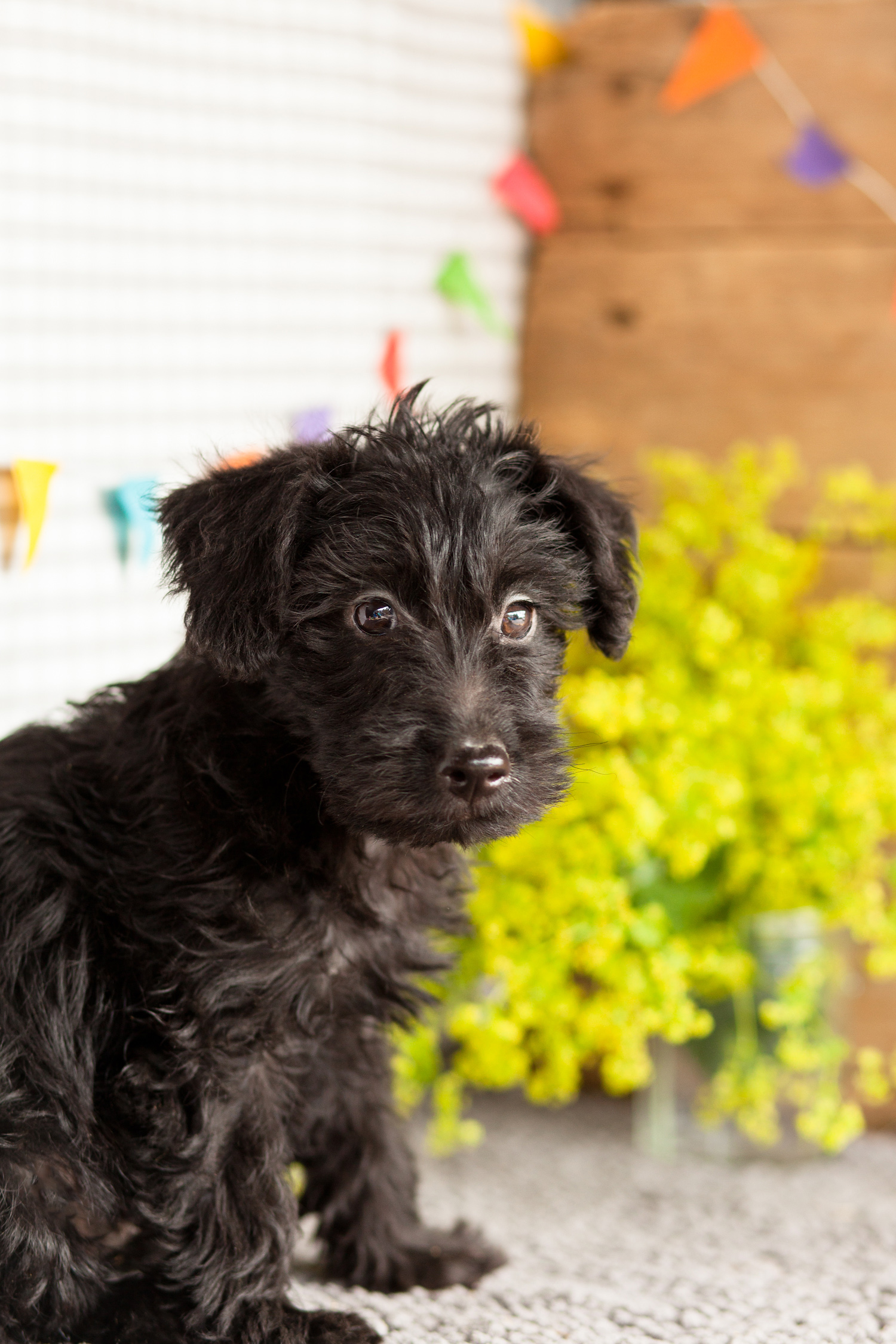 ScottiePoo Puppies – Kellys Kennels