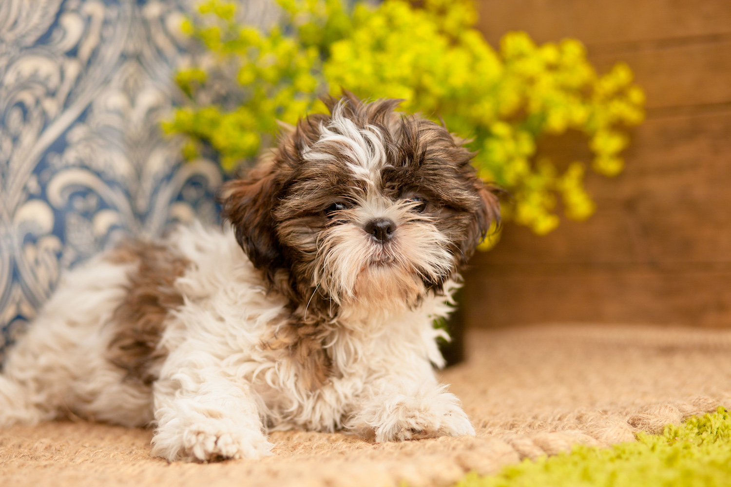 Lovely Malti-Shi Pups – Kellys Kennels