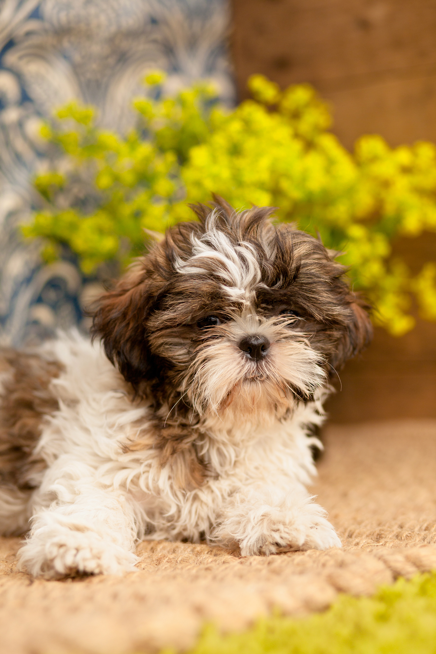 Lovely Malti-Shi Pups – Kellys Kennels