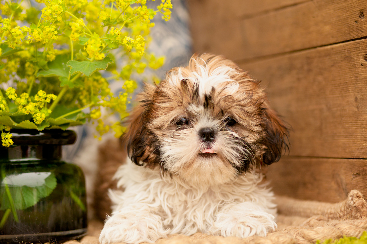 Lovely Malti-Shi Pups – Kellys Kennels