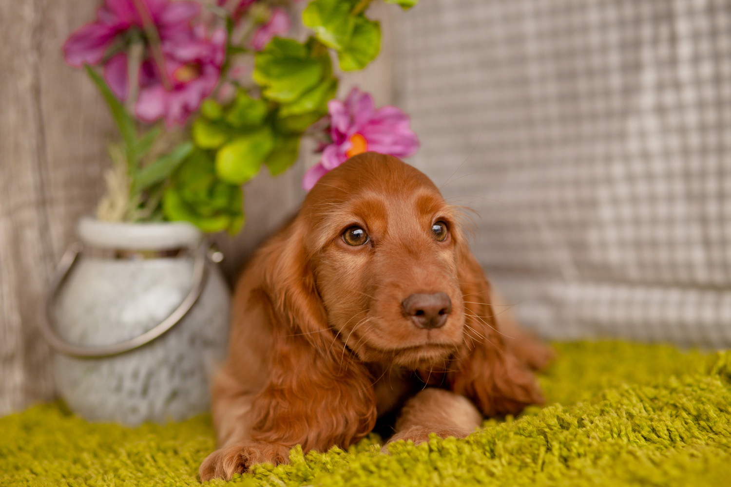 Fantastic Cocker Spaniels – Kellys Kennels