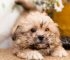 Cross Breed Pups – Kellys Kennels