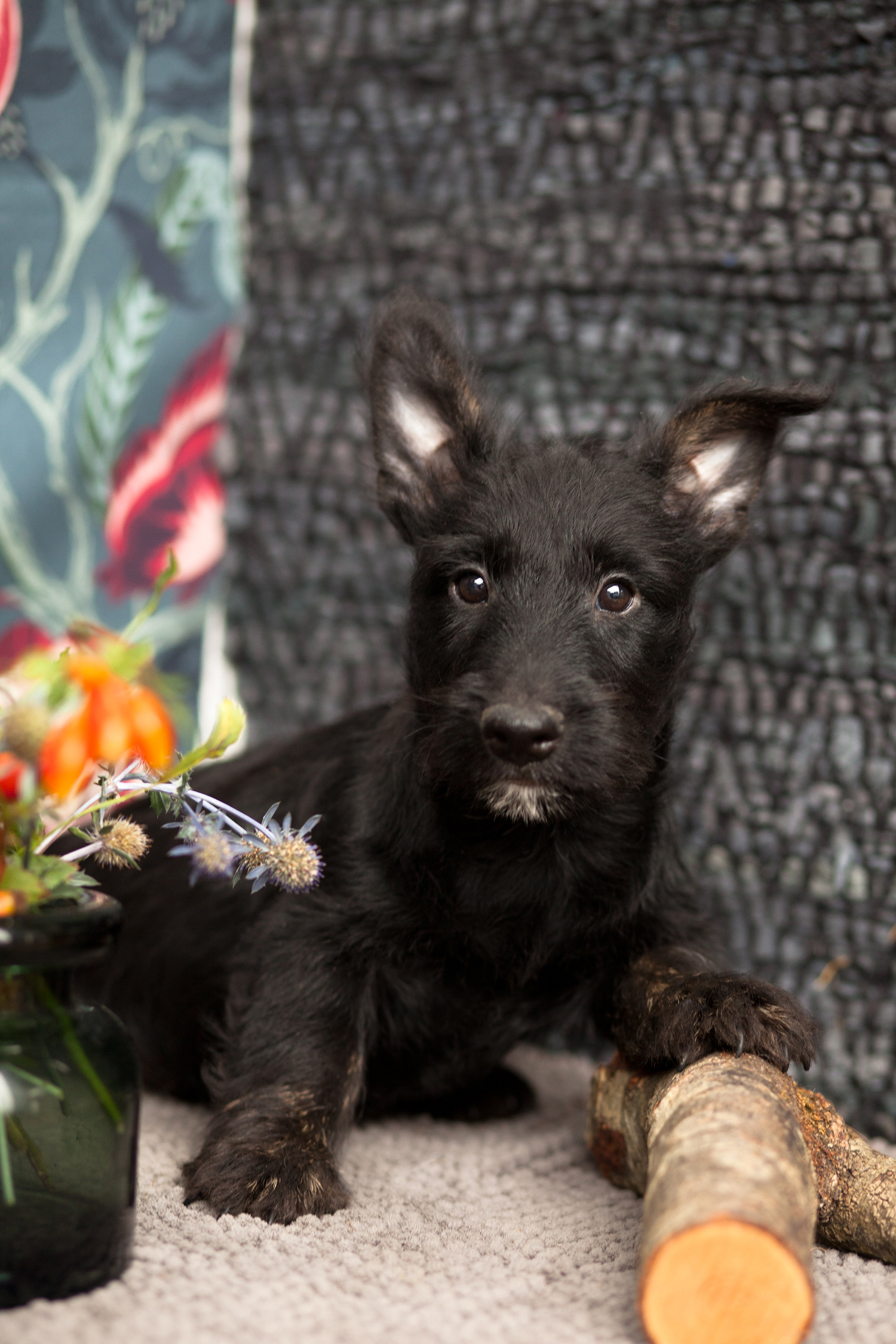 Adorable Scotties – Kellys Kennels