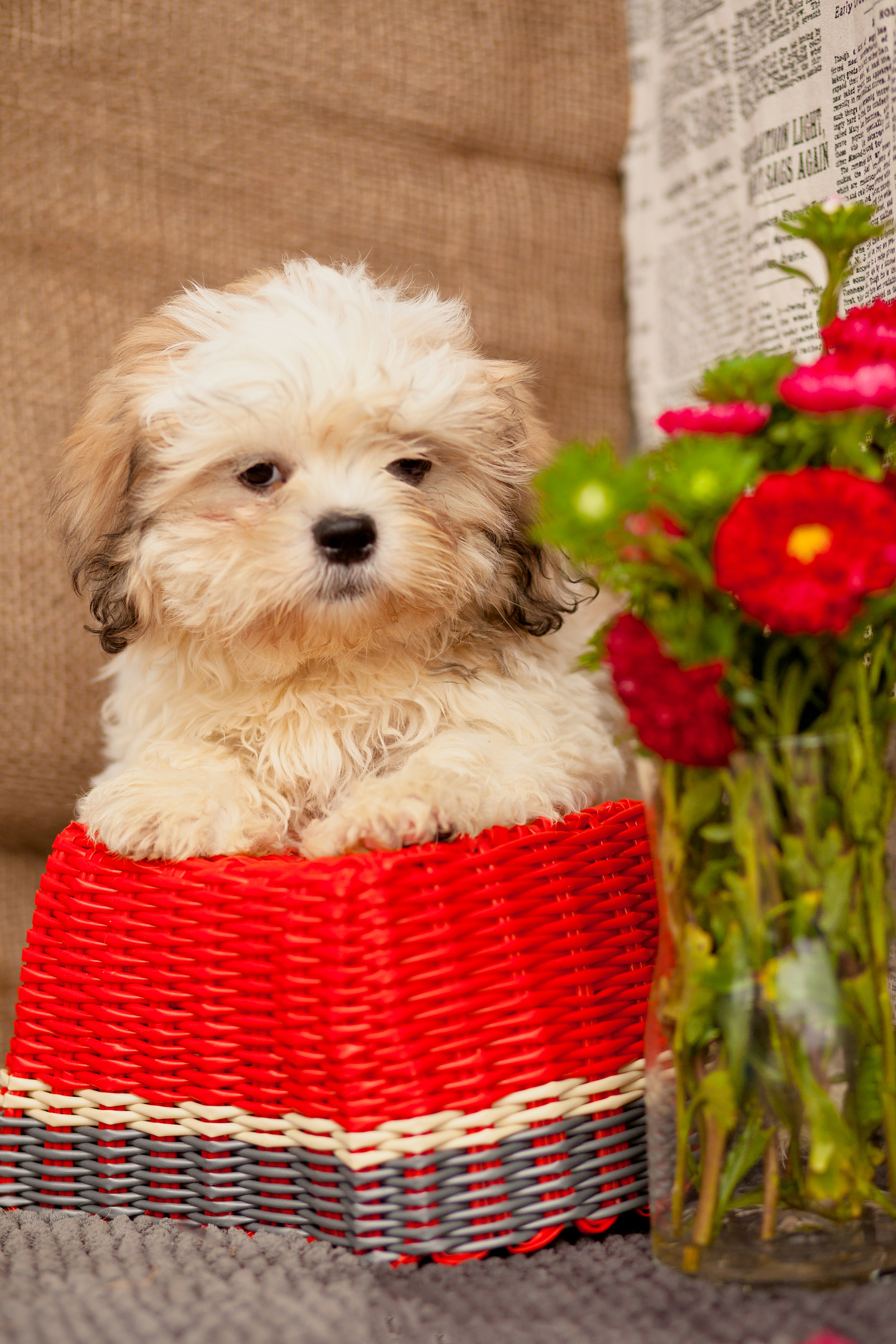 Superior Zuchon Pups – Kellys Kennels