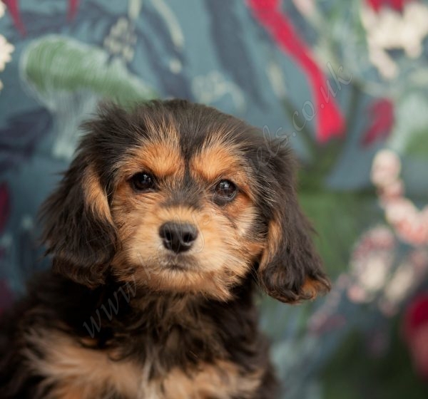 Fun Borkies – Kellys Kennels