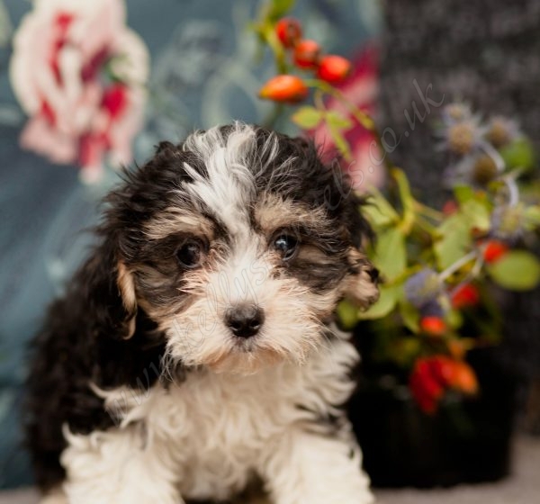 Cross Breed Pups – Kellys Kennels