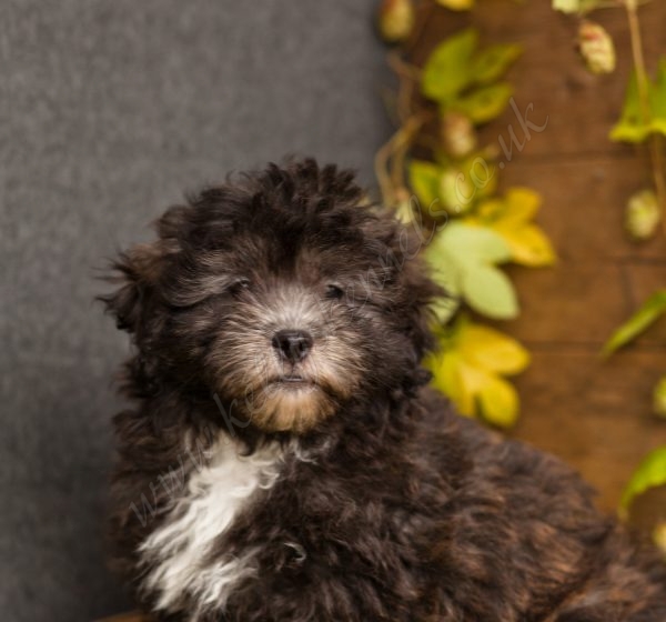 Incredible ShiPoos – Kellys Kennels