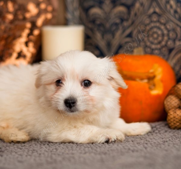 Cross Breed Pups – Kellys Kennels