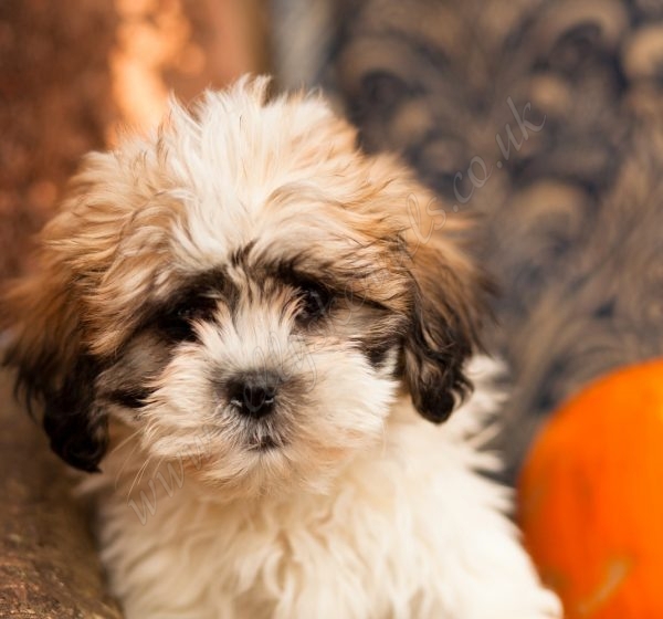 Incredible ShiPoos – Kellys Kennels