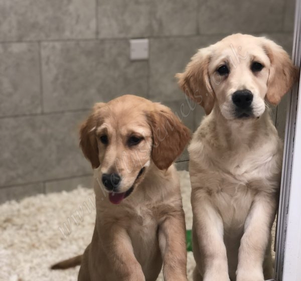 Kellys Kennels – Puppies for Sale