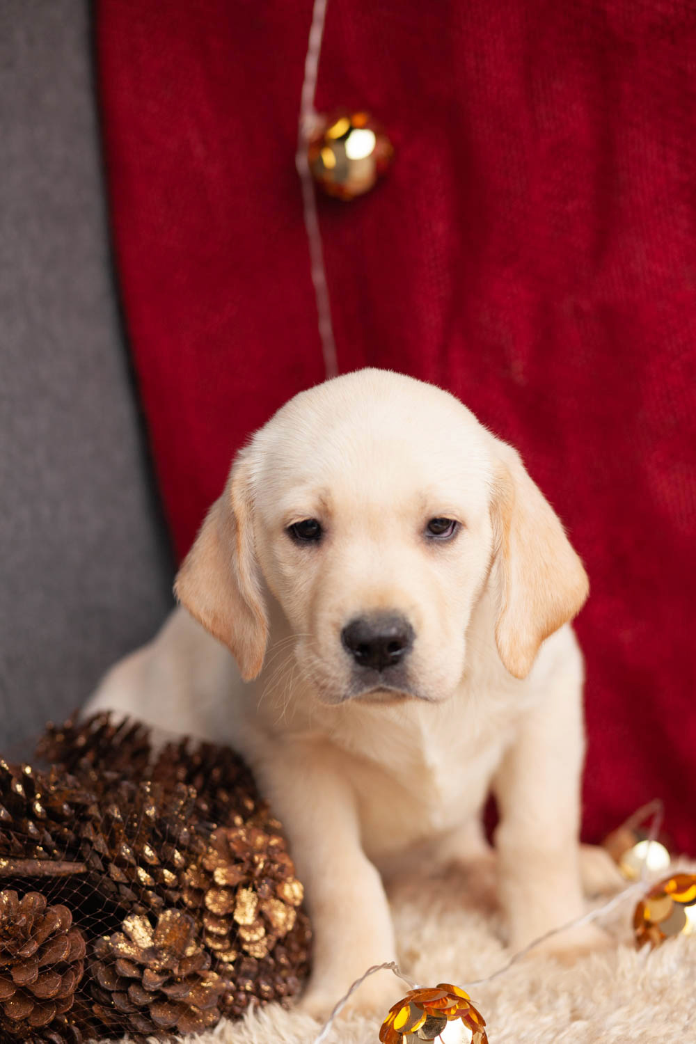 Labrador Retriever Pups – Kellys Kennels