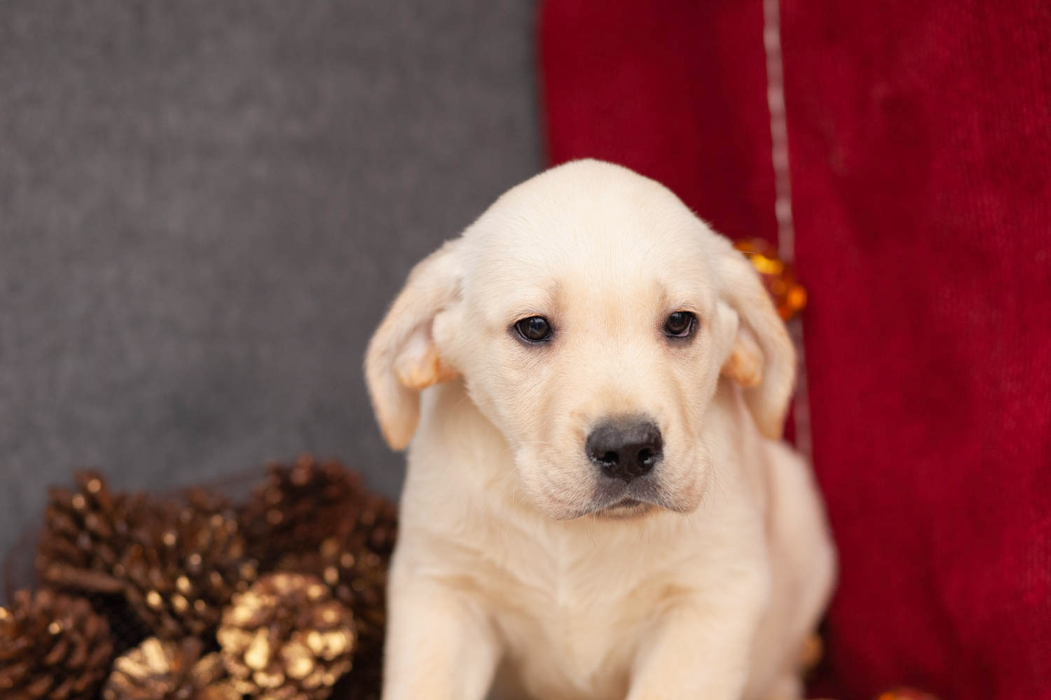 Labrador Retriever Pups – Kellys Kennels