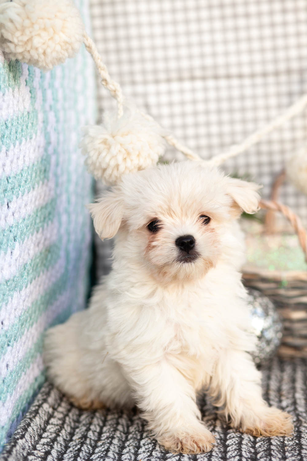 Fabulous MaltiPoms – Kellys Kennels