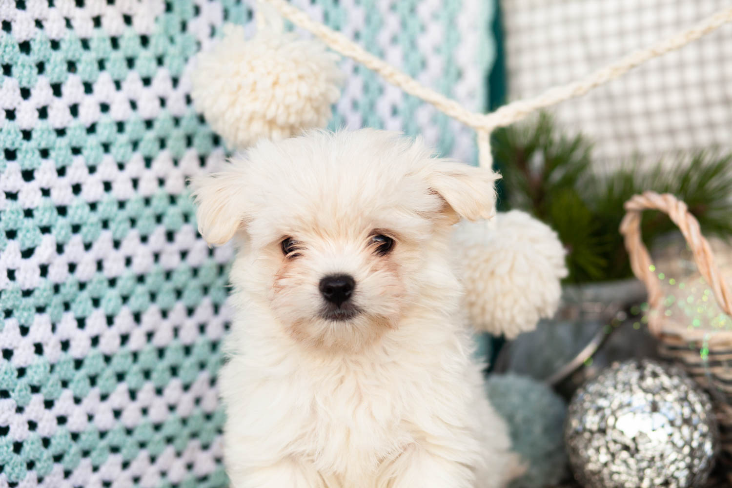 Fabulous MaltiPoms – Kellys Kennels