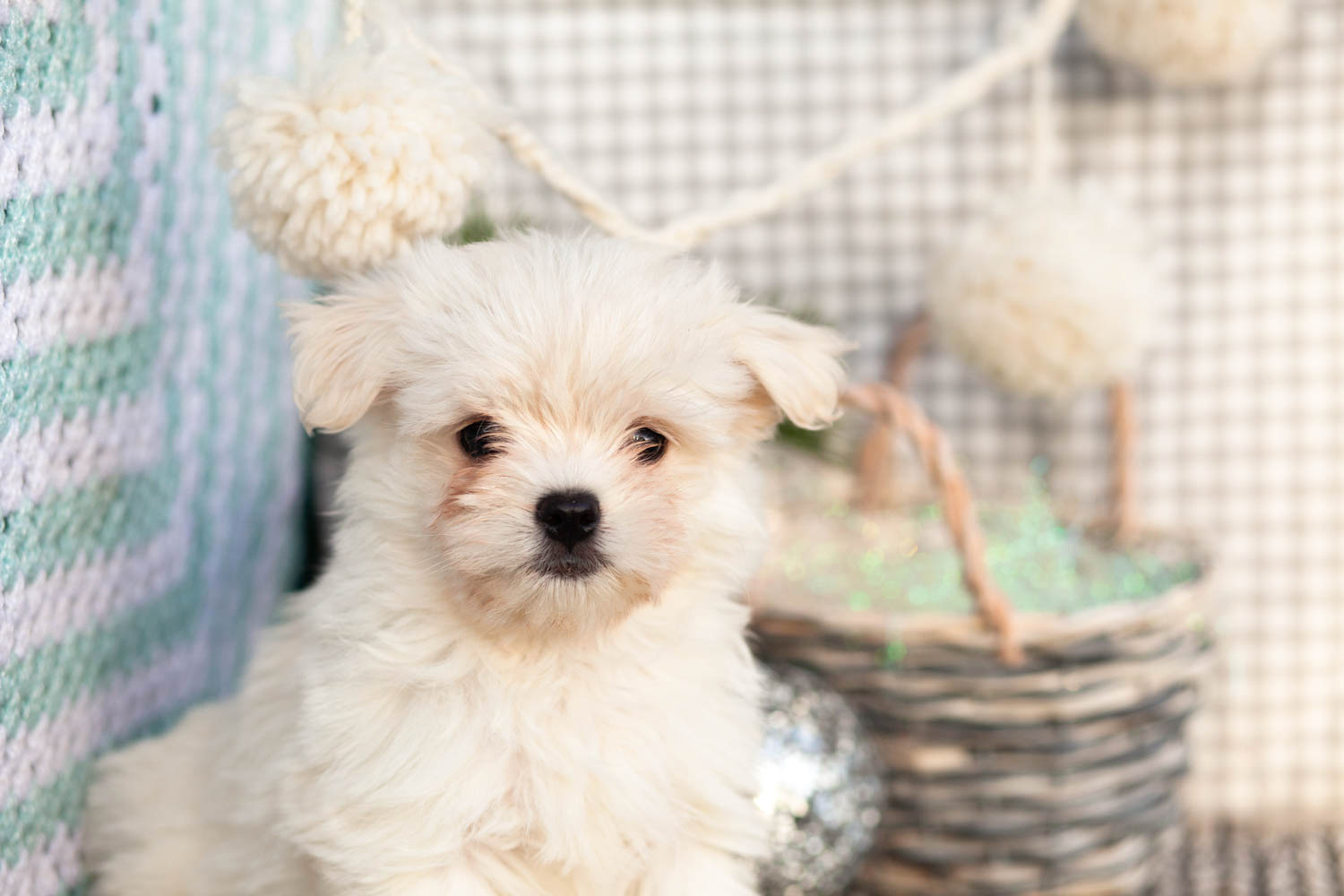 Fabulous MaltiPoms – Kellys Kennels