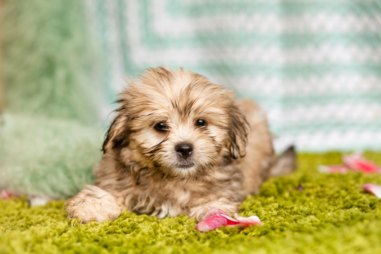 Stunning PomTzu Pups – Kellys Kennels