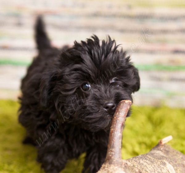 Cross Breed Pups – Kellys Kennels