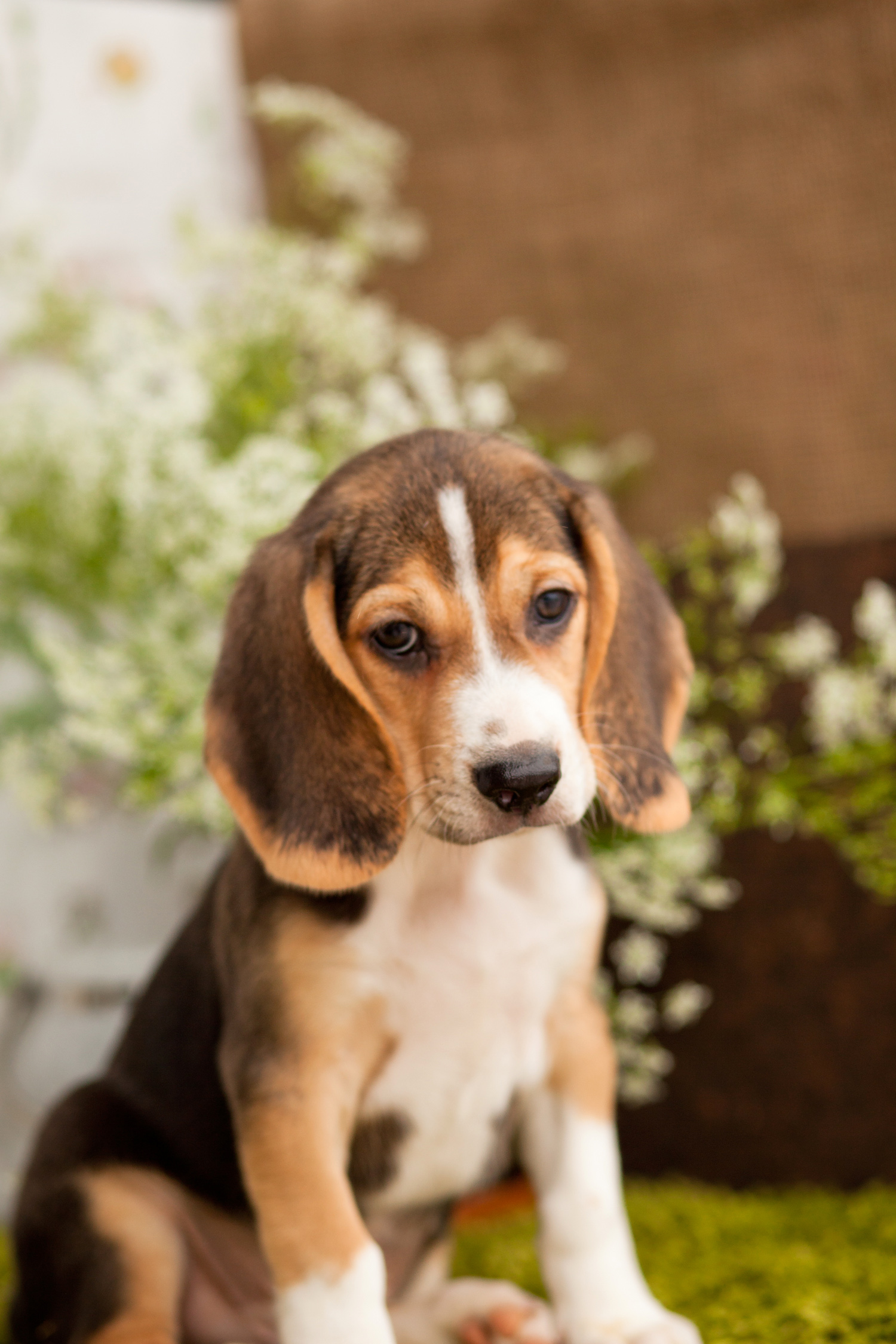 Tri-Colour Beagles – Kellys Kennels
