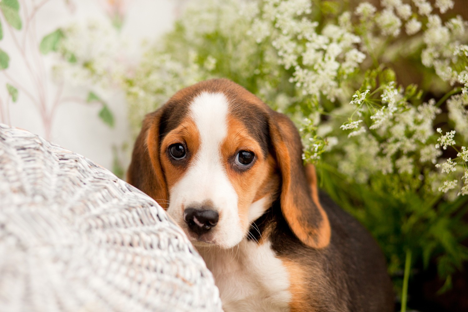 Tri-Colour Beagles – Kellys Kennels