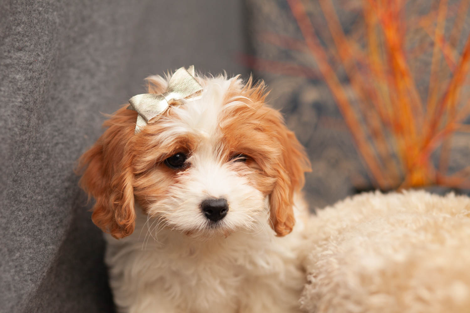 Beautiful Cavachons – Kellys Kennels