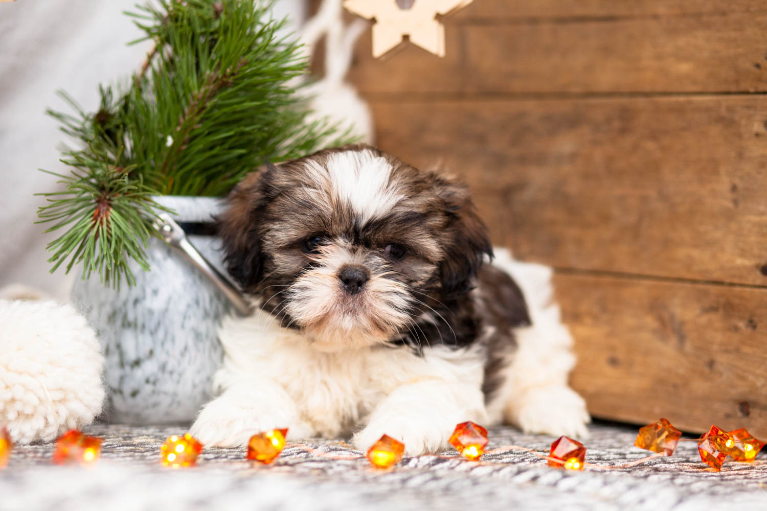 Superior Zuchon Pups – Kellys Kennels