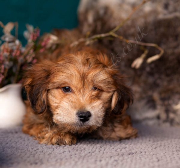 Fun Borkies – Kellys Kennels