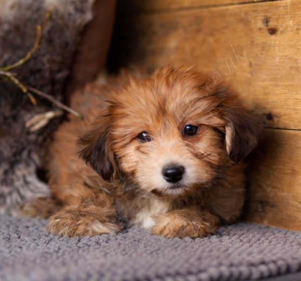 Fun Borkies – Kellys Kennels