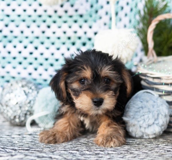 Cross Breed Pups – Kellys Kennels