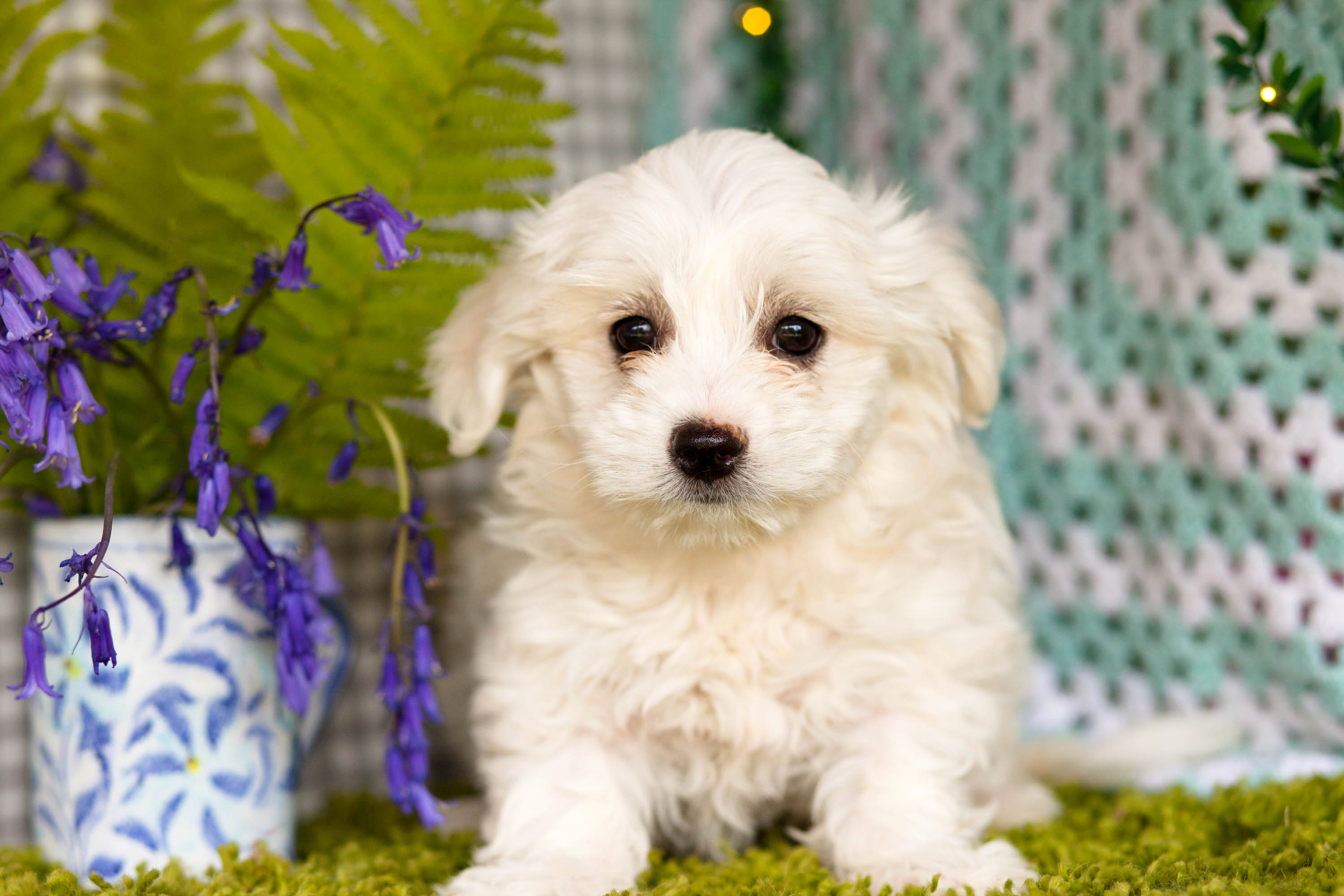 Cutest Maltichons – Kellys Kennels