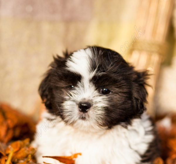 Lovely Malti-Shi Pups – Kellys Kennels