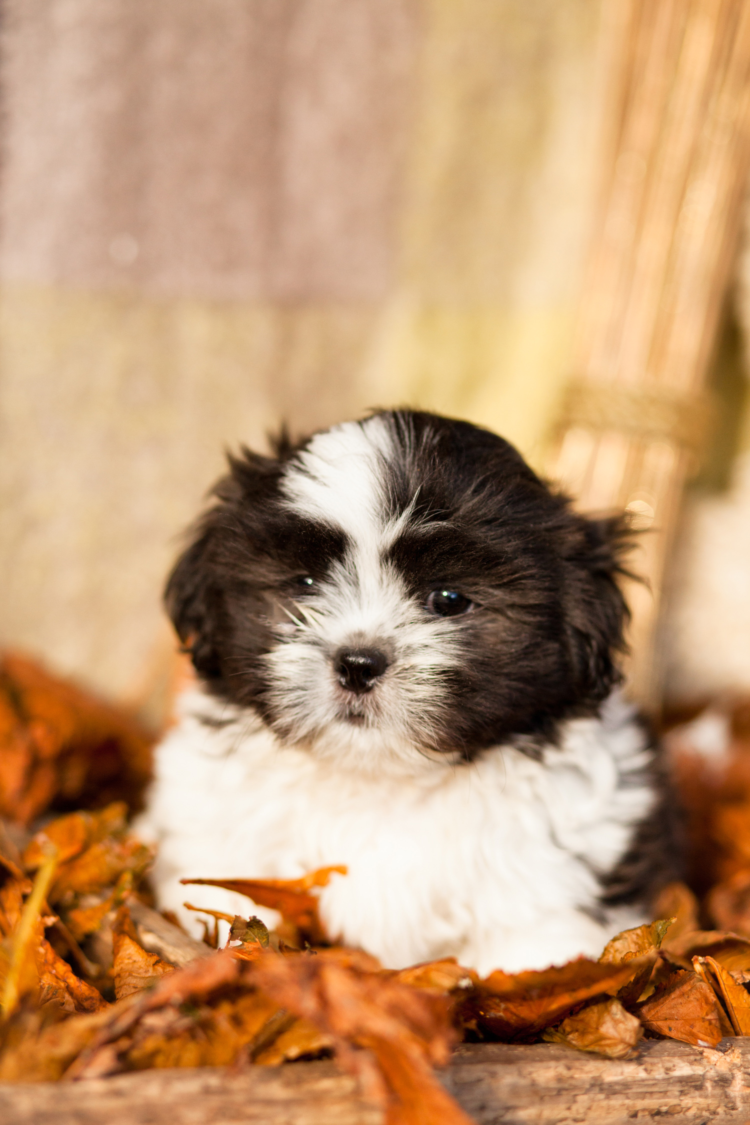 Lovely Malti-Shi Pups – Kellys Kennels