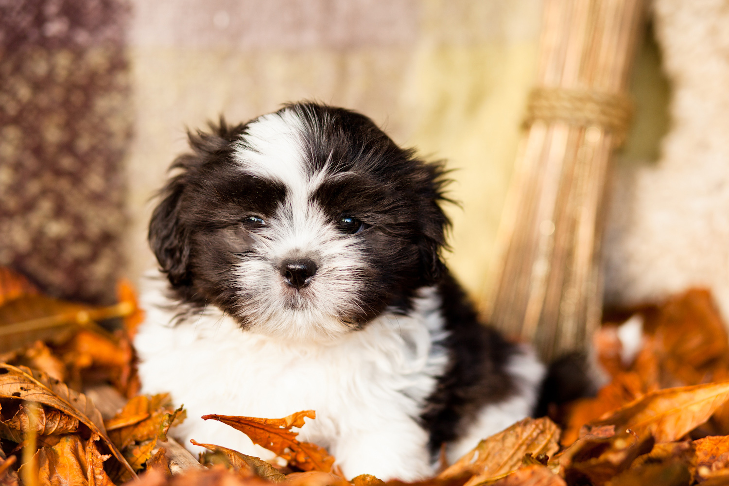 Lovely Malti-Shi Pups – Kellys Kennels