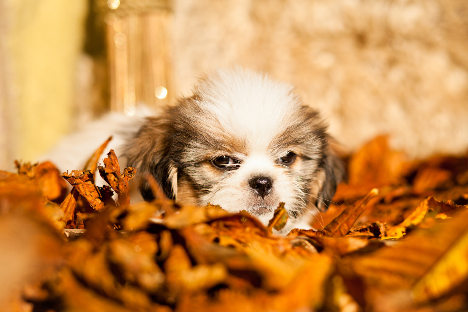 Lovely Malti-Shi Pups – Kellys Kennels