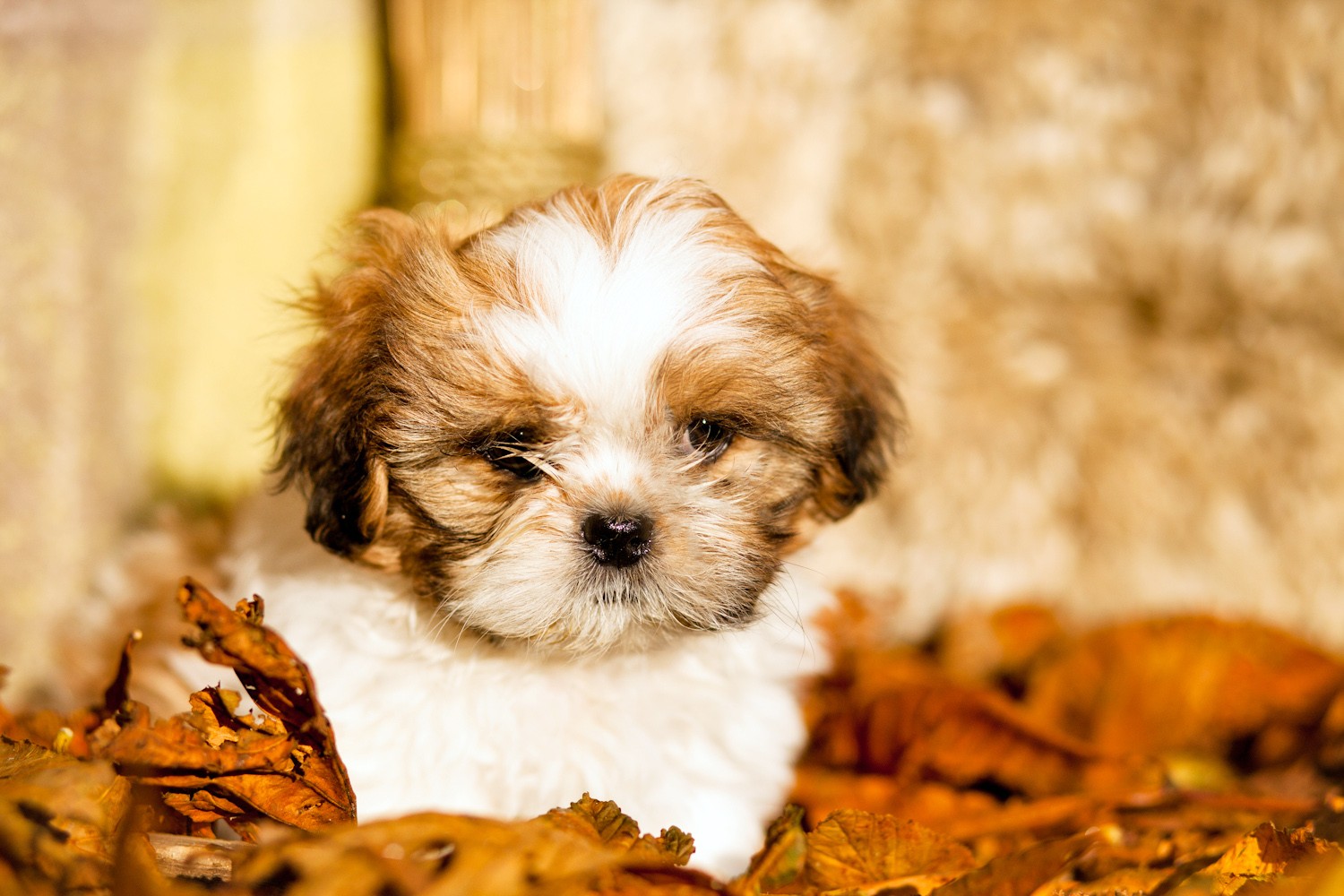 Lovely Malti-Shi Pups – Kellys Kennels