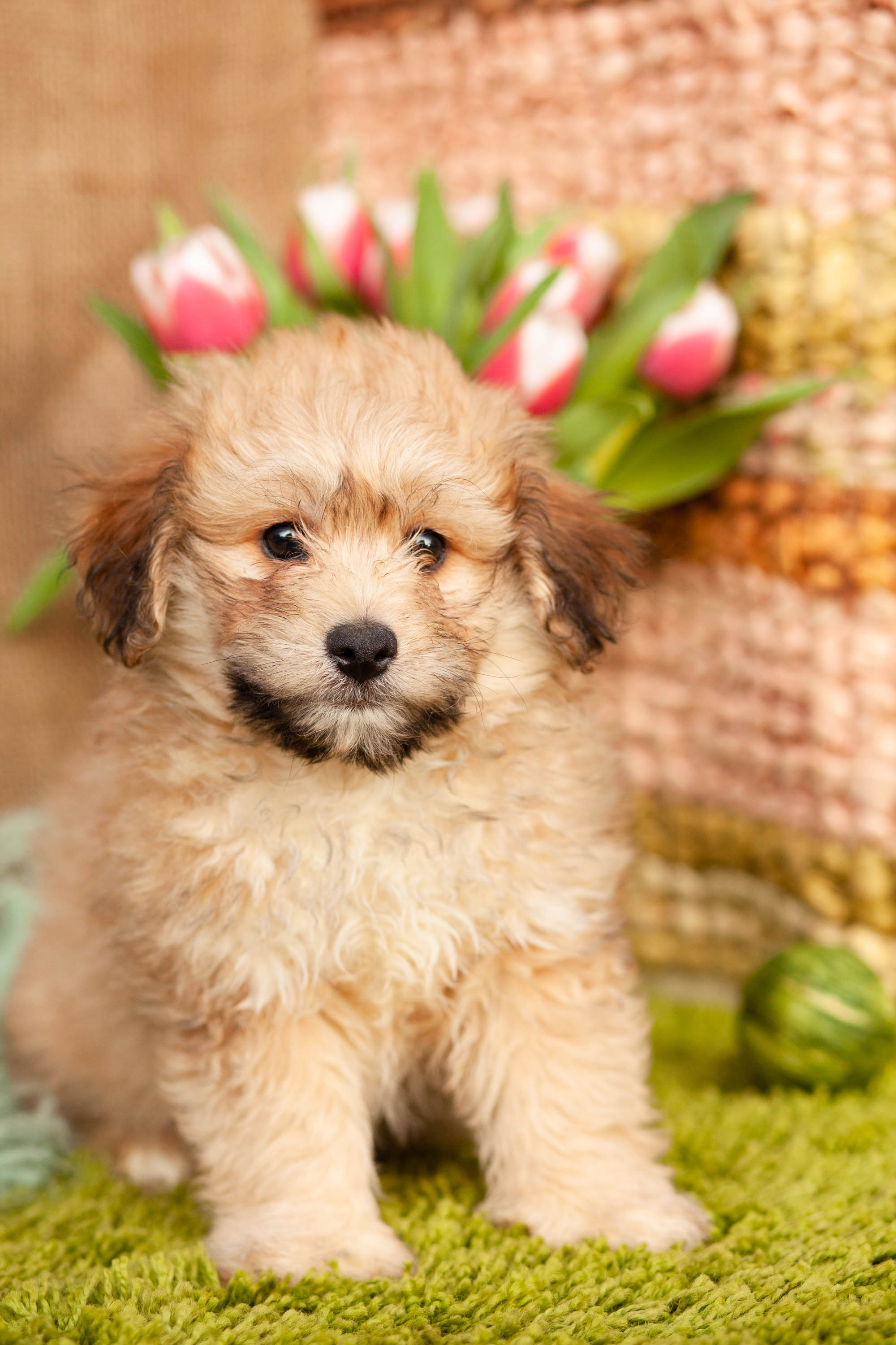 Spunky Pomachons – Kellys Kennels