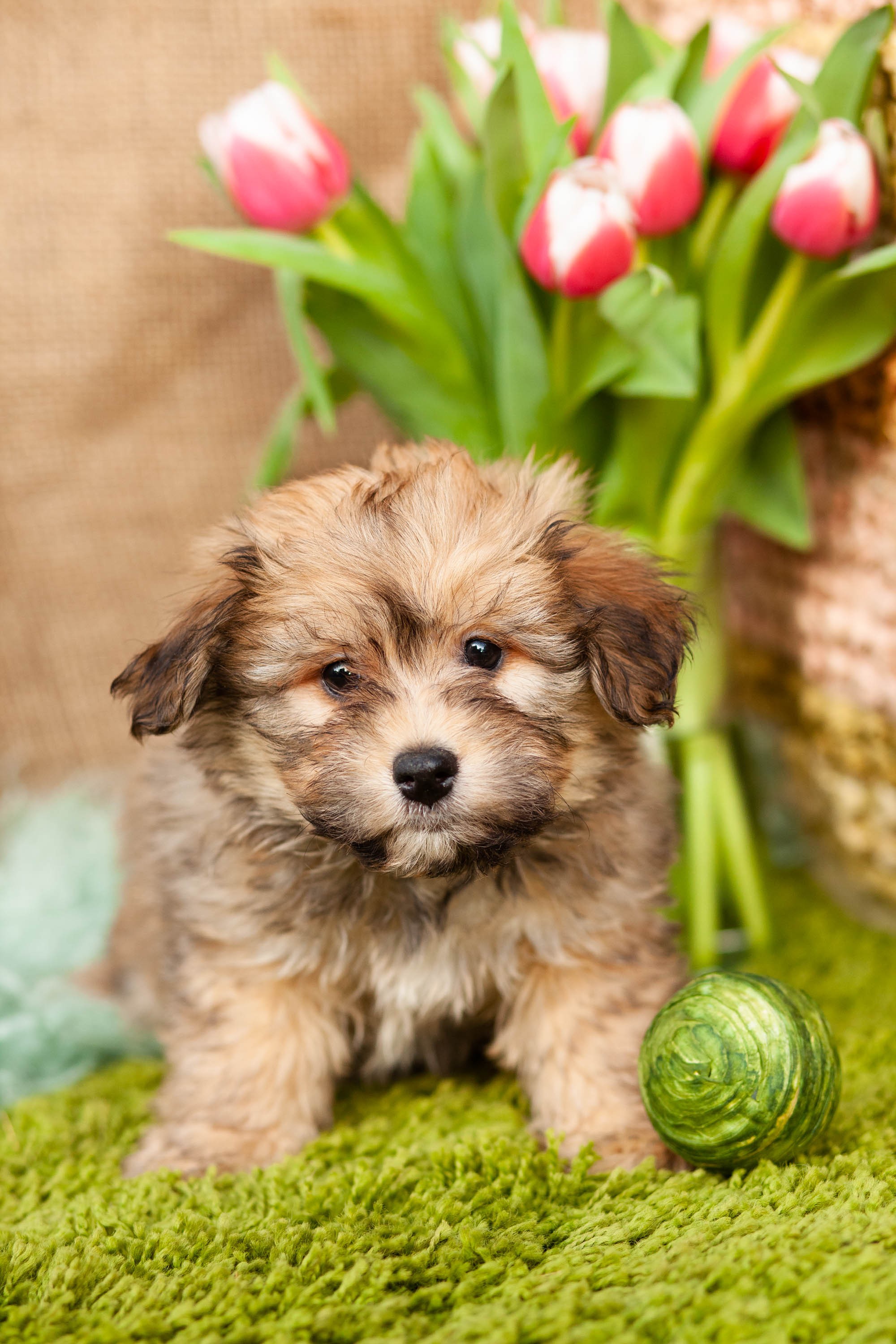 Spunky Pomachons – Kellys Kennels