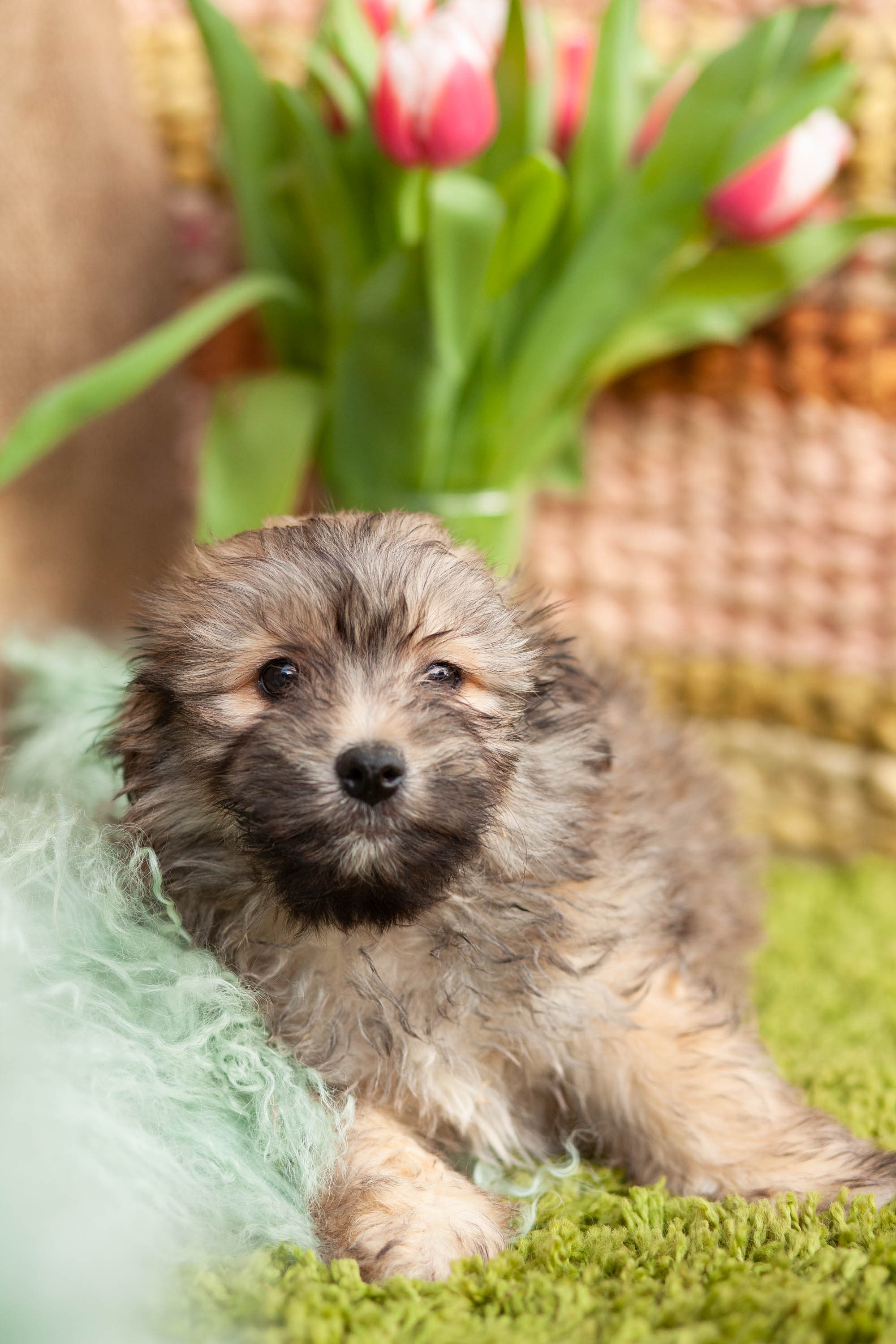 Spunky Pomachons – Kellys Kennels