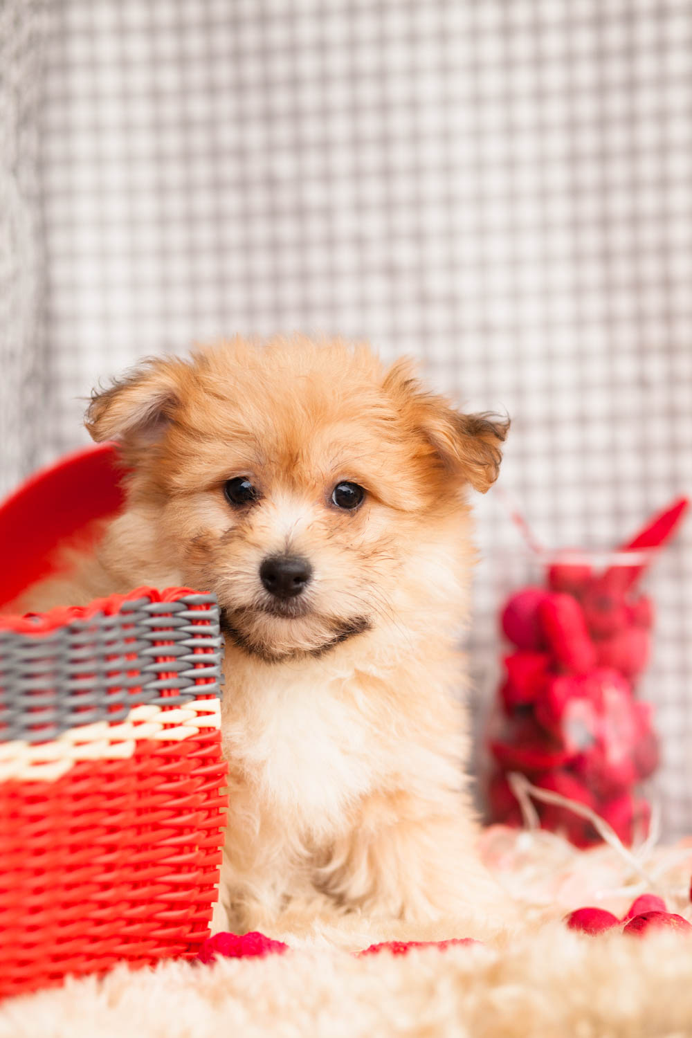 Spunky Pomachons – Kellys Kennels