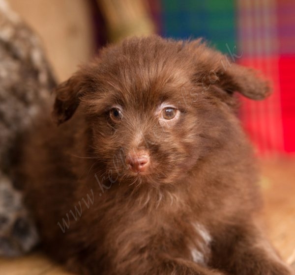 Cross Breed Pups – Kellys Kennels