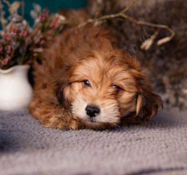 Cross Breed Pups – Kellys Kennels