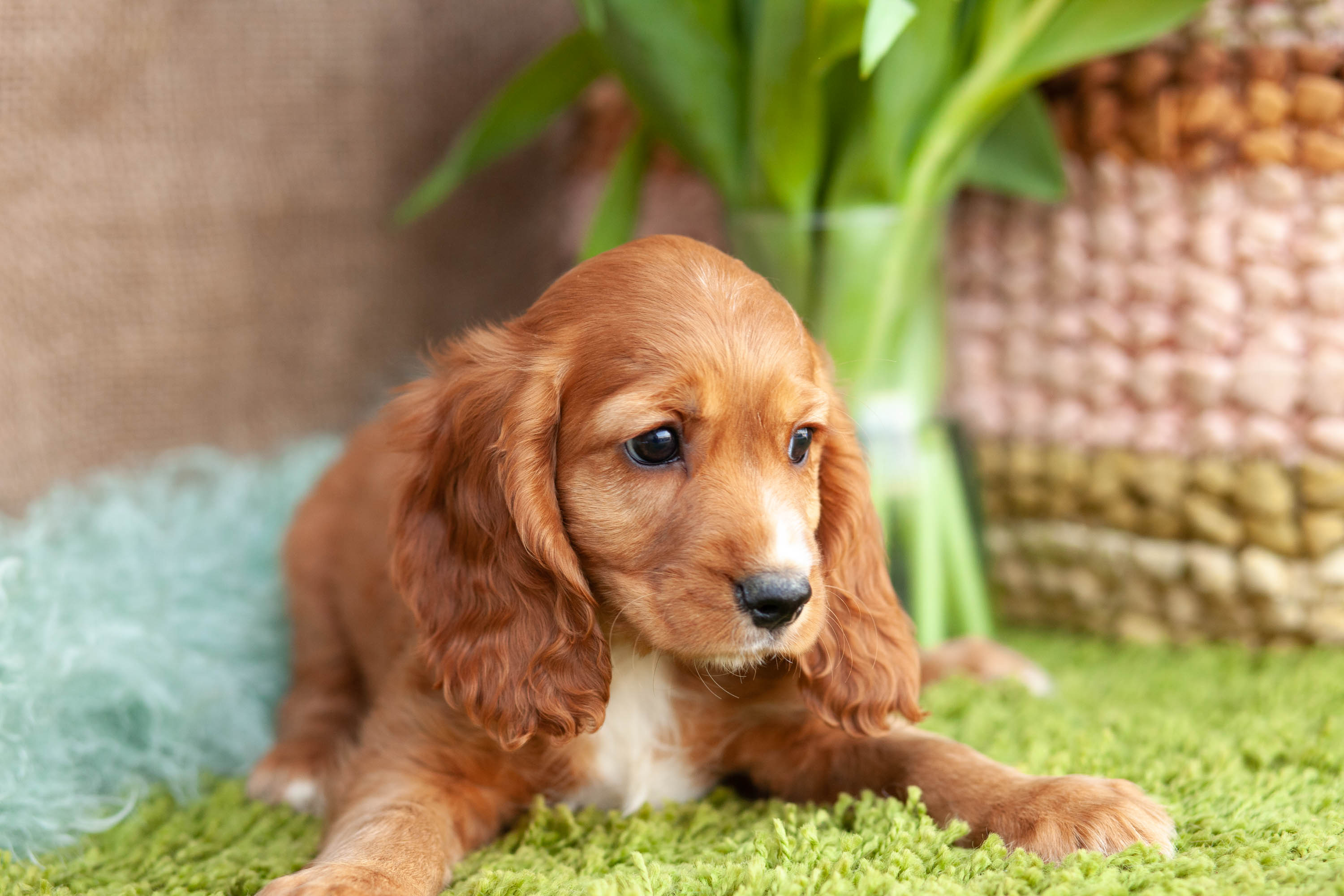 Affectionate Cockaliers – Kellys Kennels